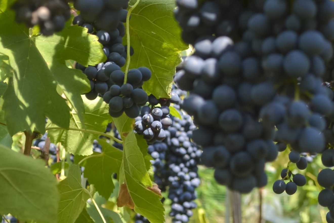 GRAPE SHIP（岡山県） – 日本ワイン.jp